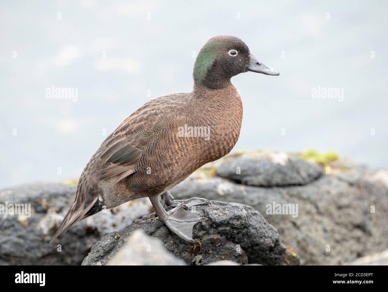 Campbell teal, Campbell Island teal (Anas nesiotis), male, New Zealand ...