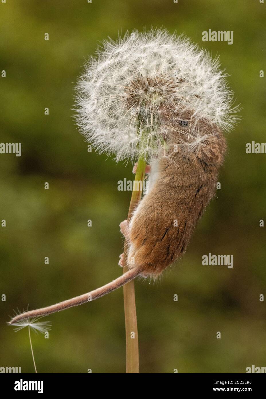 Harvest mouse dandelion hi-res stock photography and images - Alamy