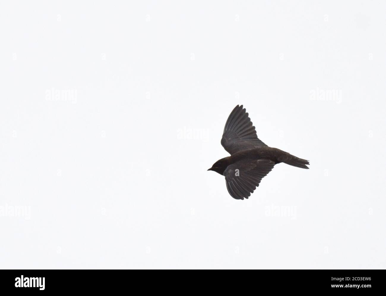 southern martin (Progne modesta), in flight, Ecuador, Galapagos Islands ...