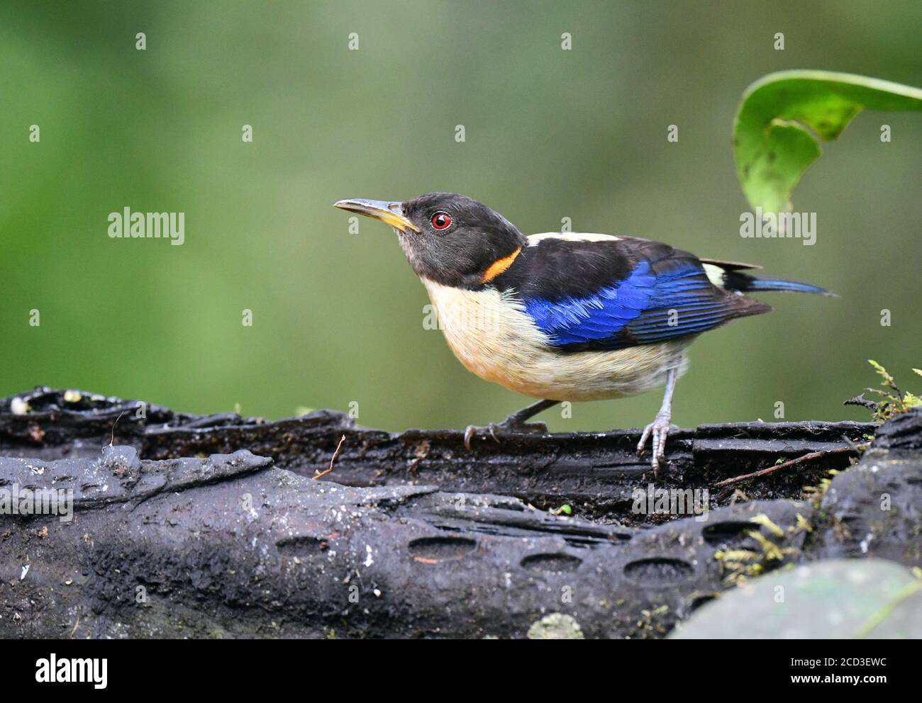 yellow-collared tanager (Tangara pulcherrima, Iridophanes pulcherrimus ...
