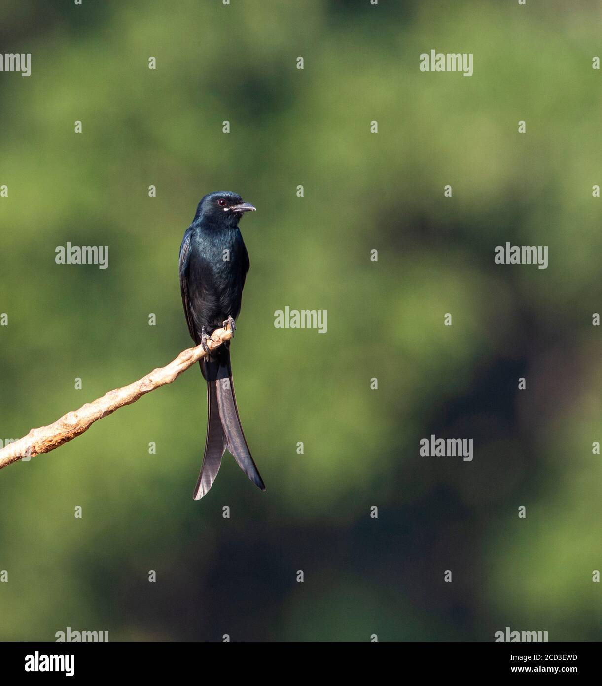 Drongo bird india hi-res stock photography and images - Alamy