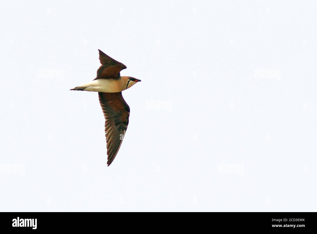 eastern collared pratincole (Glareola maldivarum), adult flying, China ...