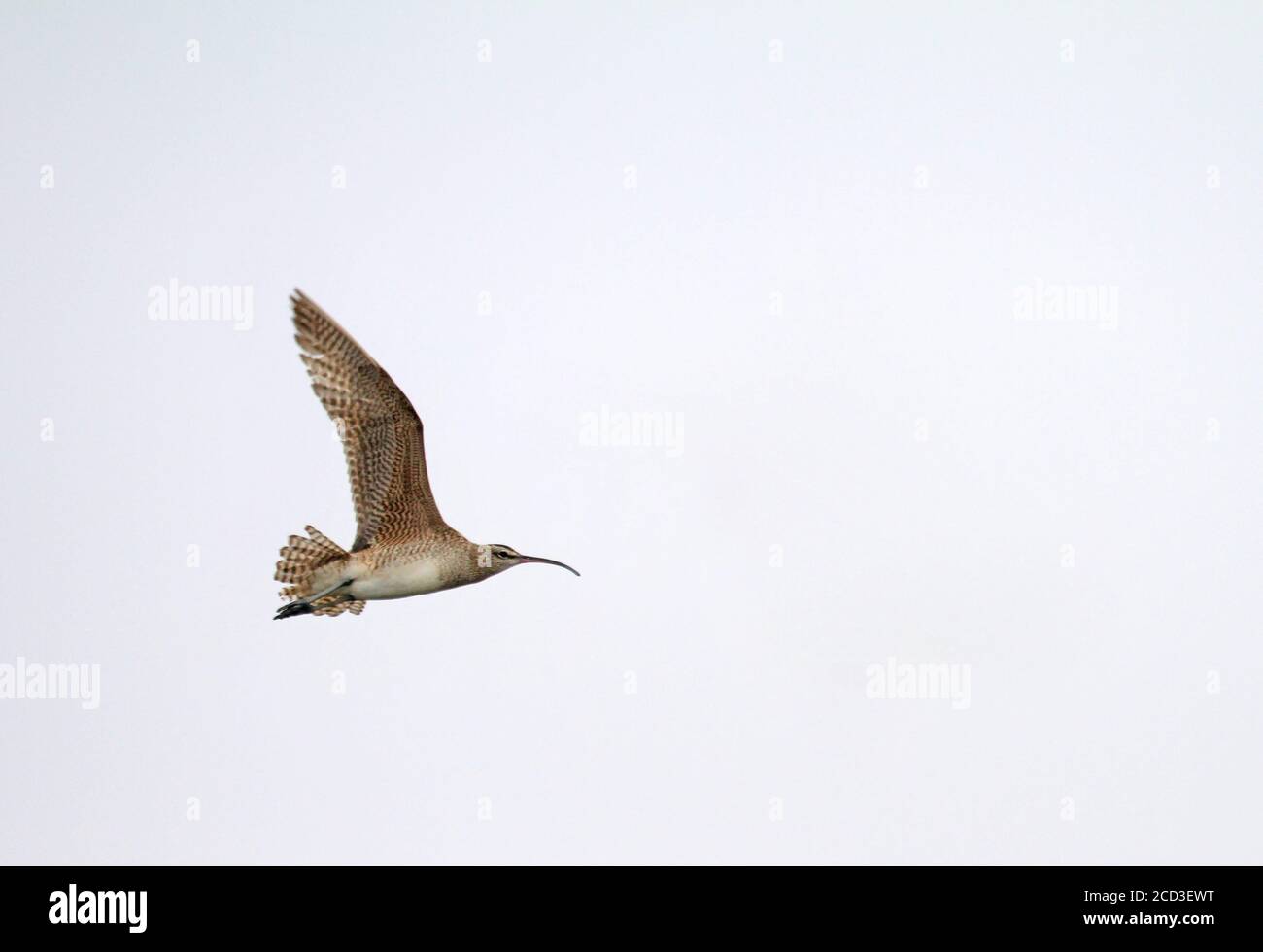 Hudsonian Curlew (Numenius hudsonicus), in flight, Peru Stock Photo - Alamy