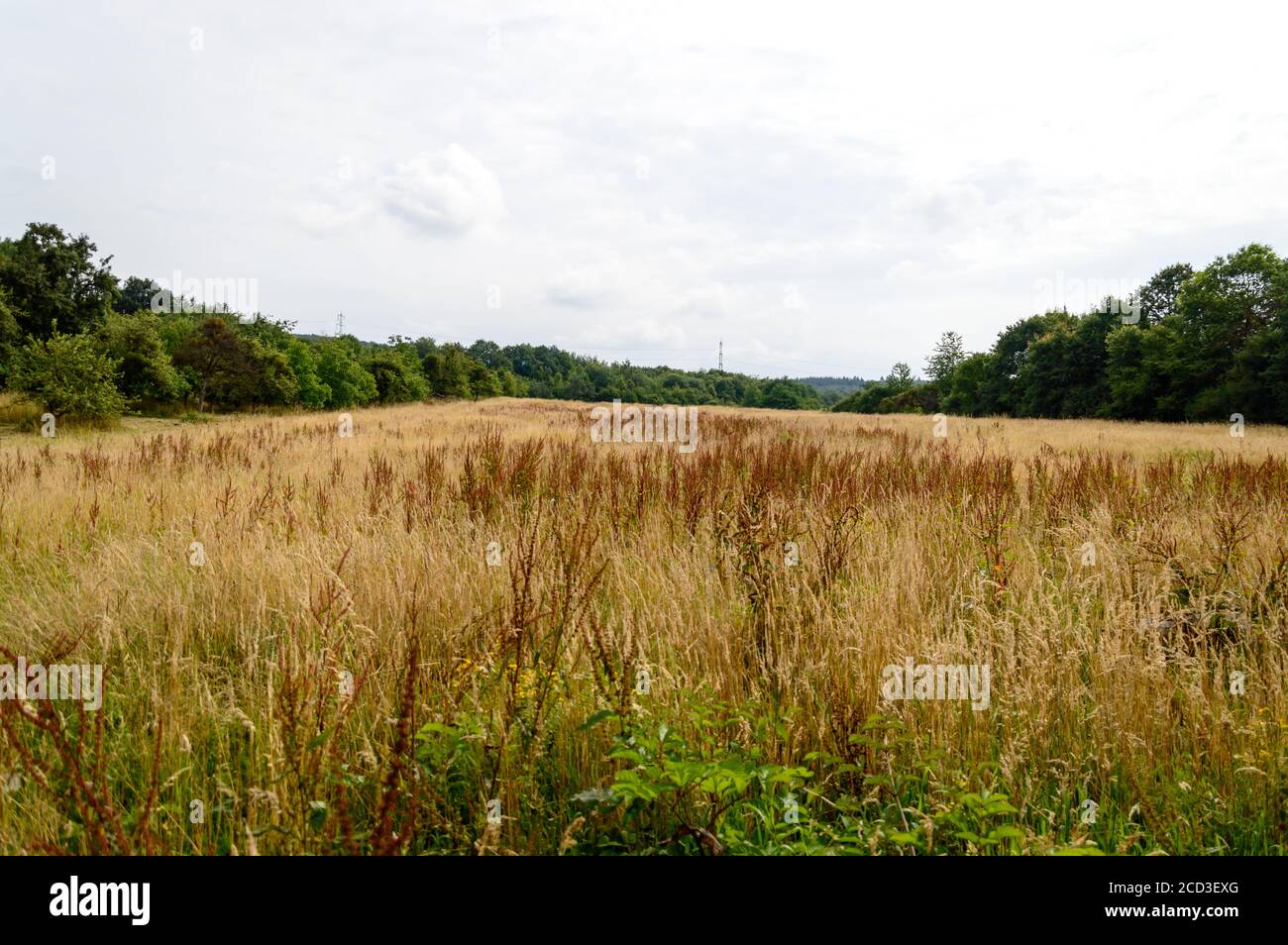 summer landscape meadow and forest border Stock Photo - Alamy