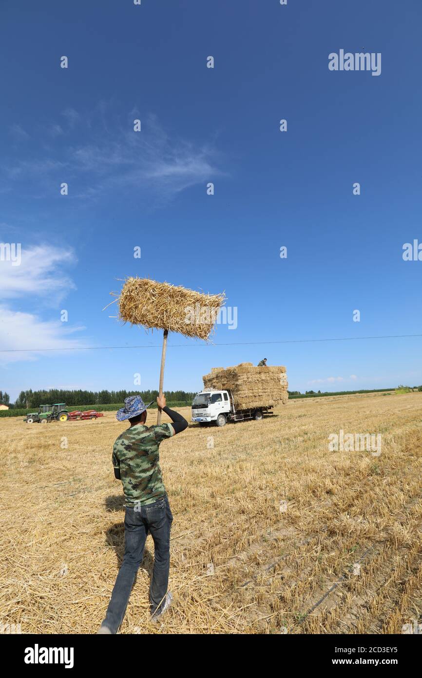 A farmer uploads hay to a truck during competition at a field in ...