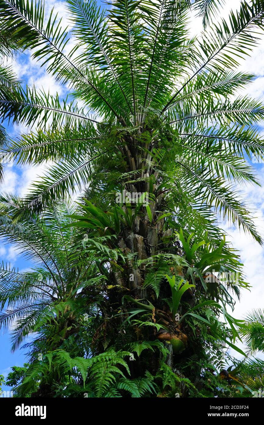 Low angle shot of a huge palm tree in Singapore Stock Photo - Alamy