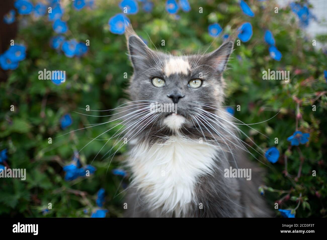 portrait of a blue white torbie maine coon cat in front of blue flowers ...