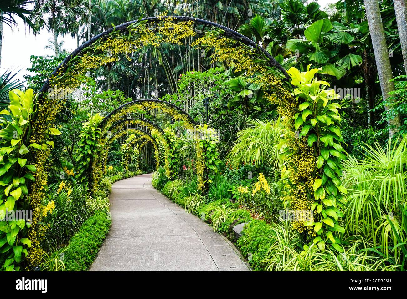 Beautiful pathway under green-covered arches in Singapore Botanic ...