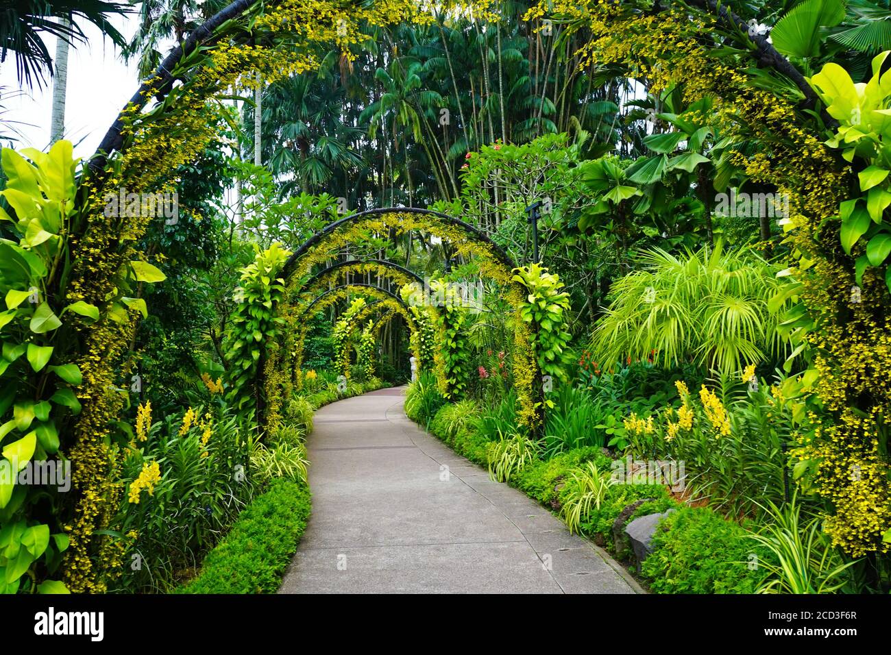 Beautiful shot of a concrete path beneath plant arches with green ...