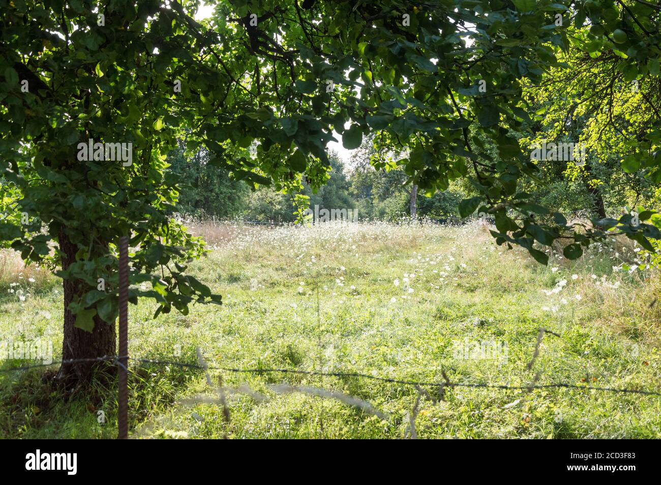 summer landscape meadow and forest border Stock Photo - Alamy