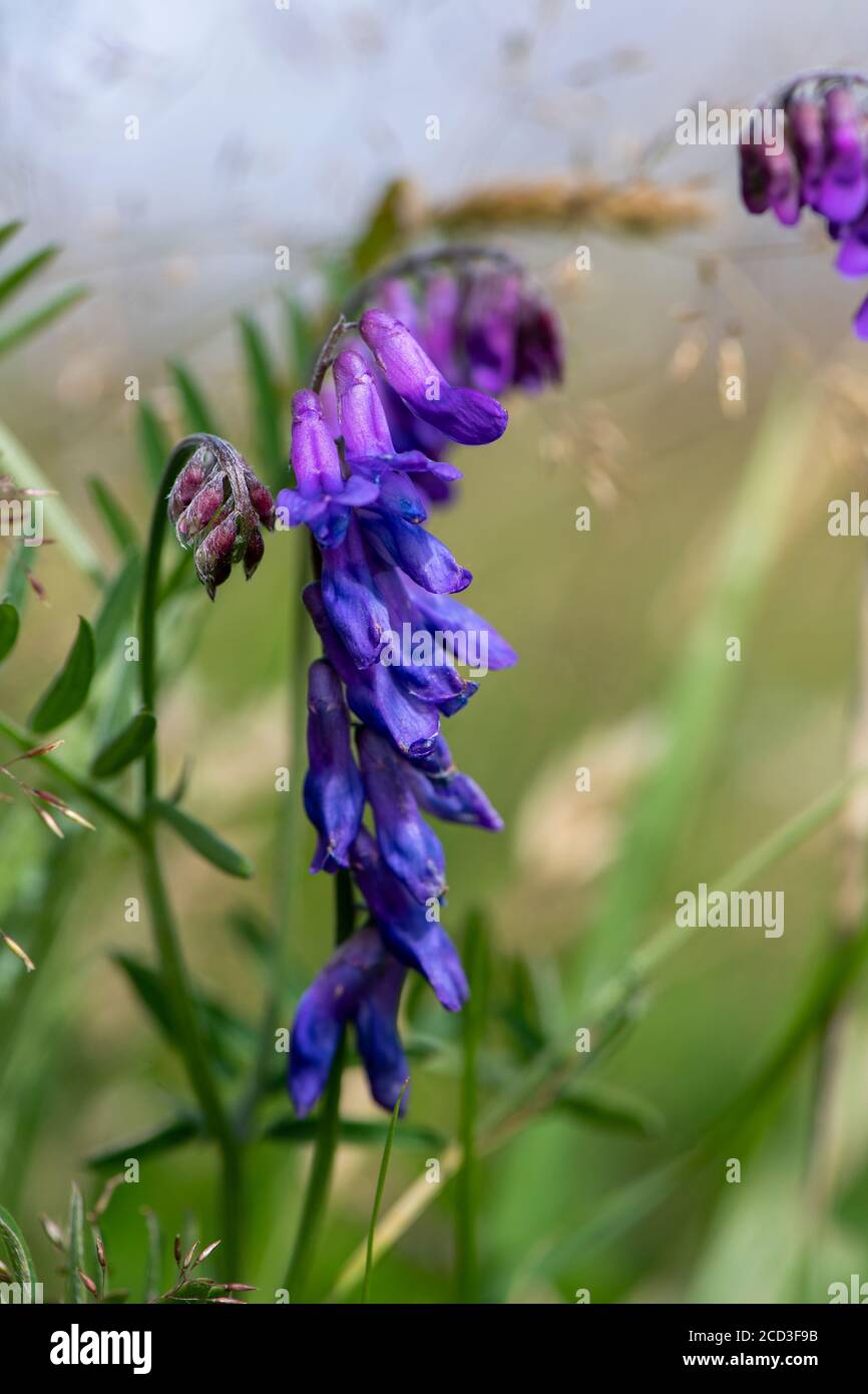 Cow Vetch, Vicia cracca, growing in a wildflower meadow, North ...