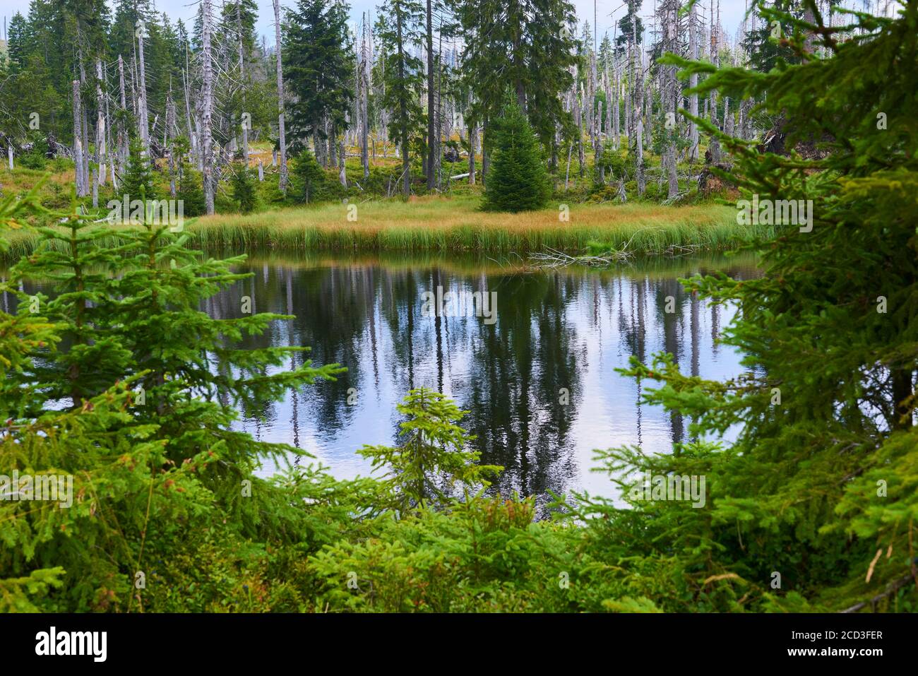 Nature park bavarian forest hi-res stock photography and images - Alamy
