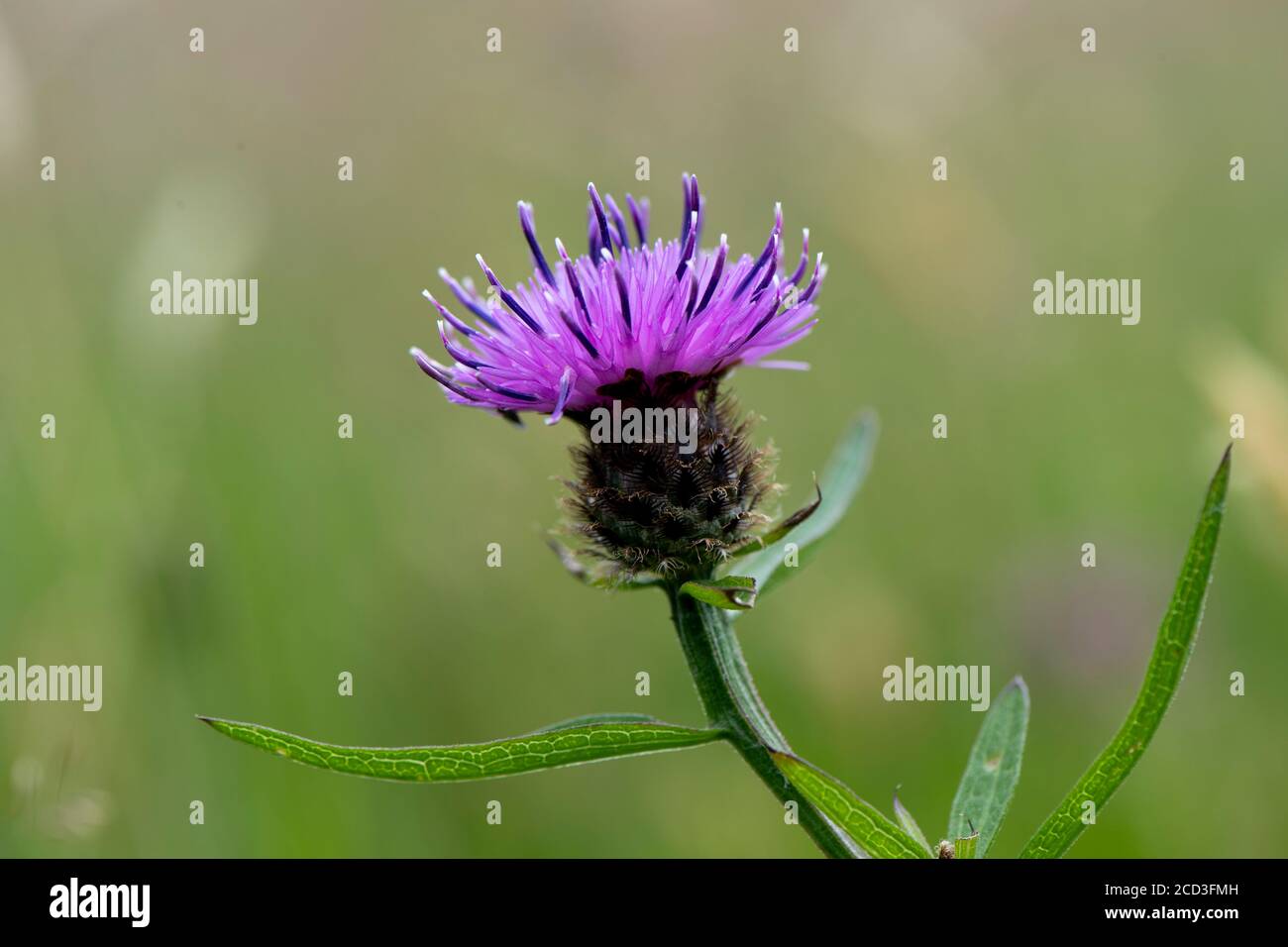 Lesser knapweed uk hi-res stock photography and images - Alamy