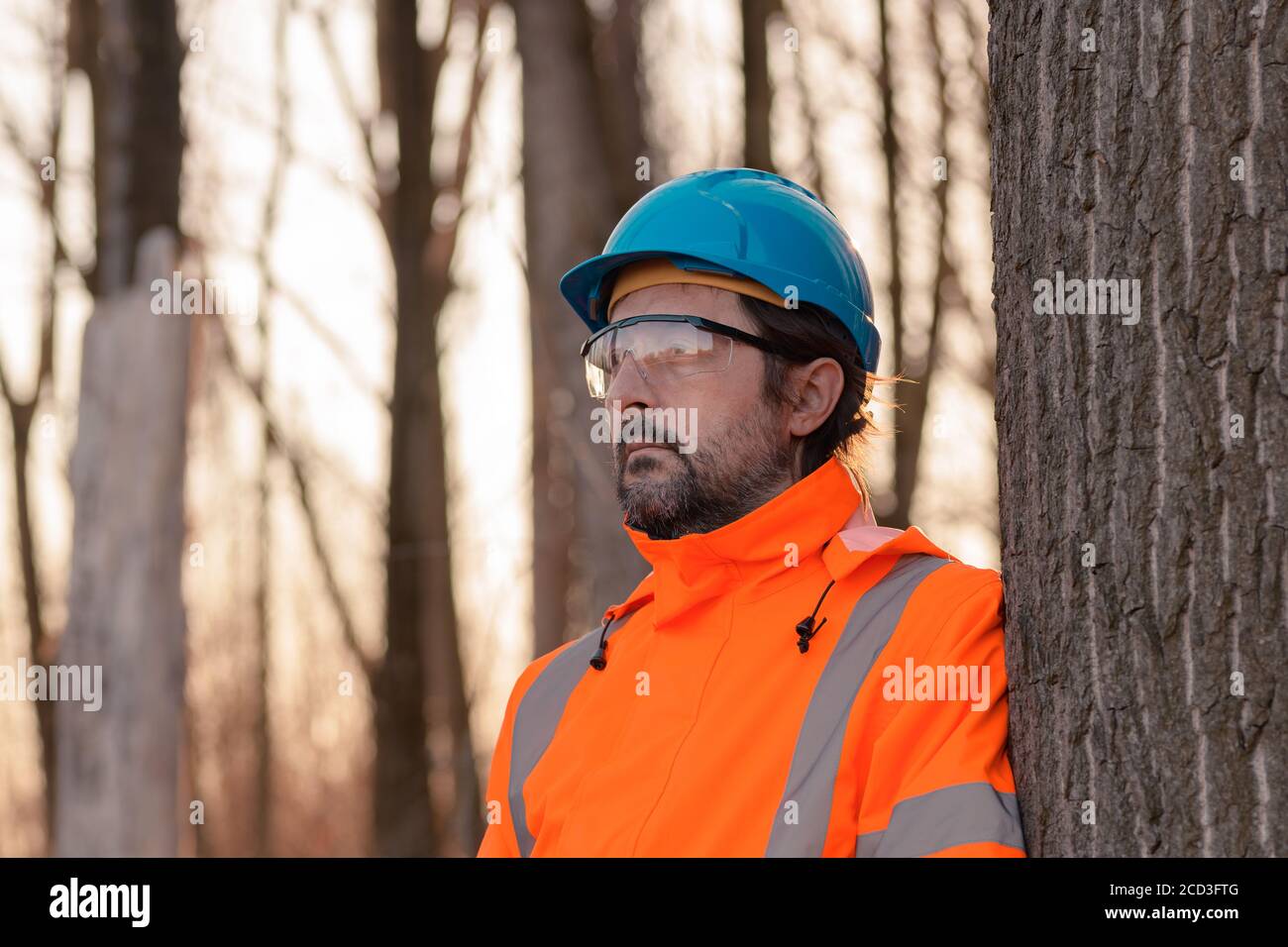 Forestry technician in aspen tree forest planning deforestation ...