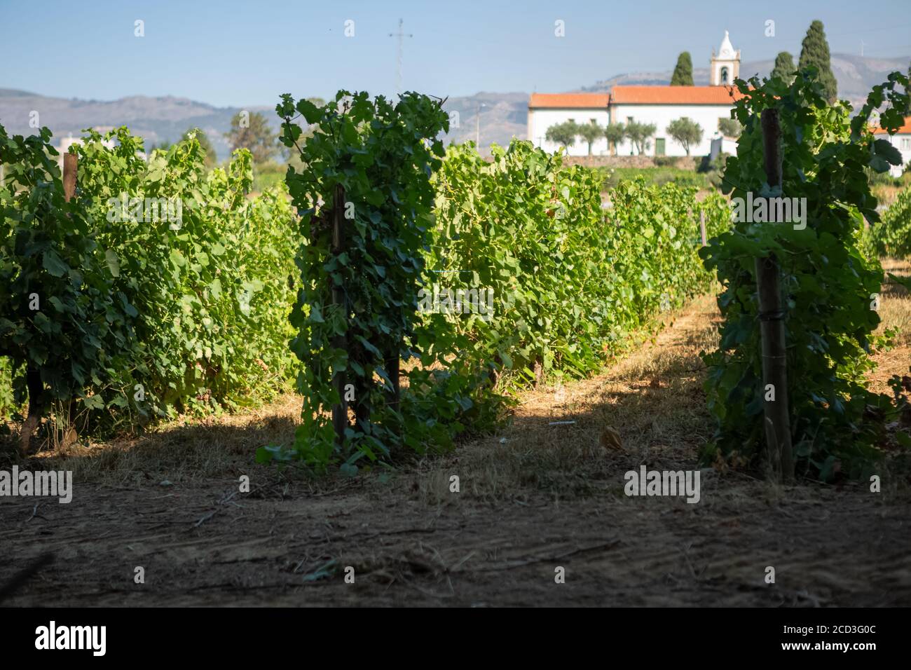 View of a farm, agricultural fields with vineyards, church as ...