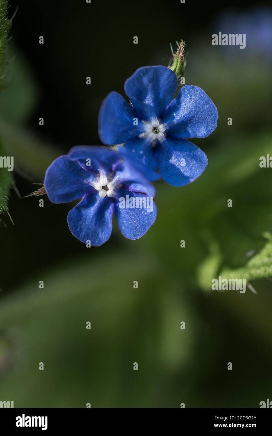 The pretty blue flowers of the Green Alkanet plant. Pentaglottis ...