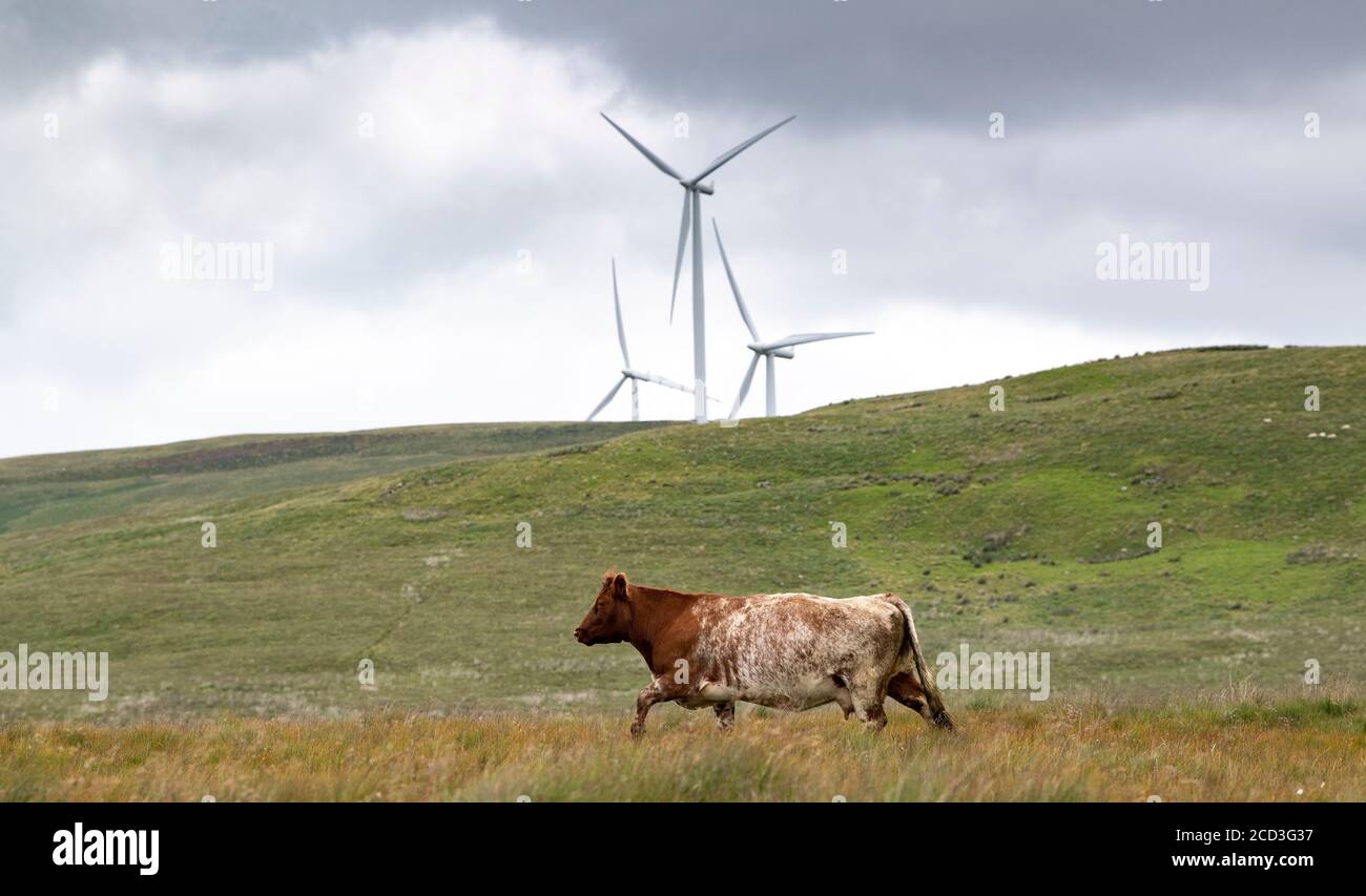 Cattle on moorland walking past some wind turbines, part of the Clyde ...