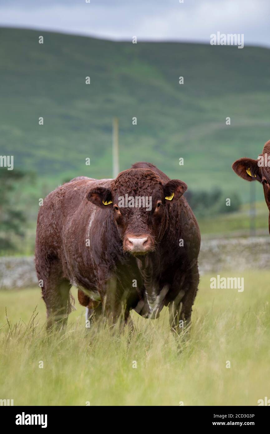 Pedigree Luing bulls in a pasture near Elvanfoot, Lanarkshire, Scotland ...