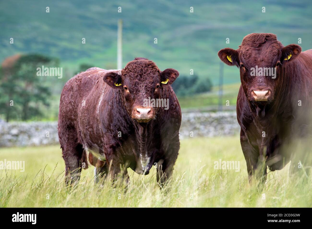 Pedigree Luing bulls in a pasture near Elvanfoot, Lanarkshire, Scotland ...