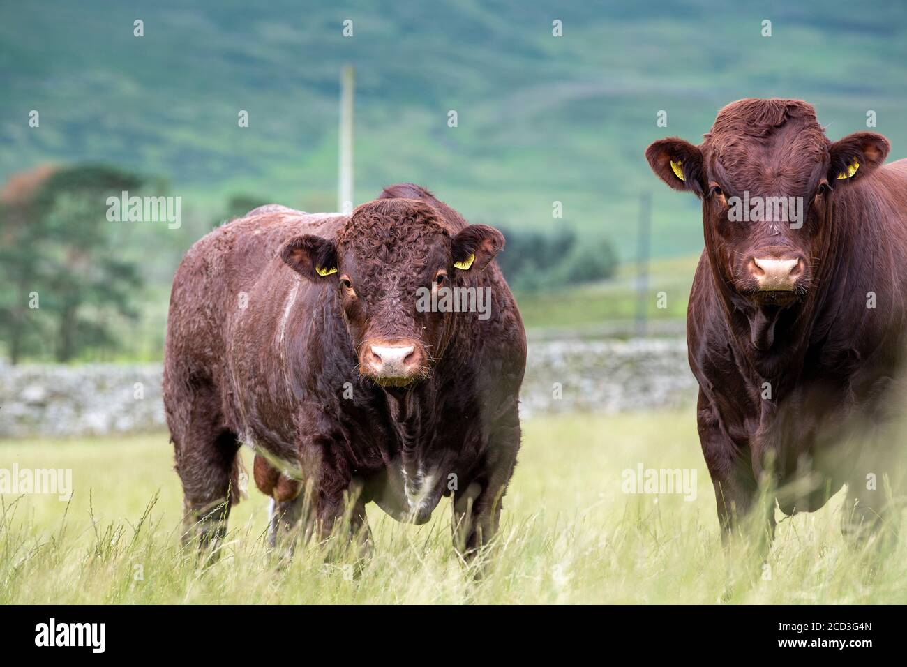 Pedigree Luing bulls in a pasture near Elvanfoot, Lanarkshire, Scotland ...