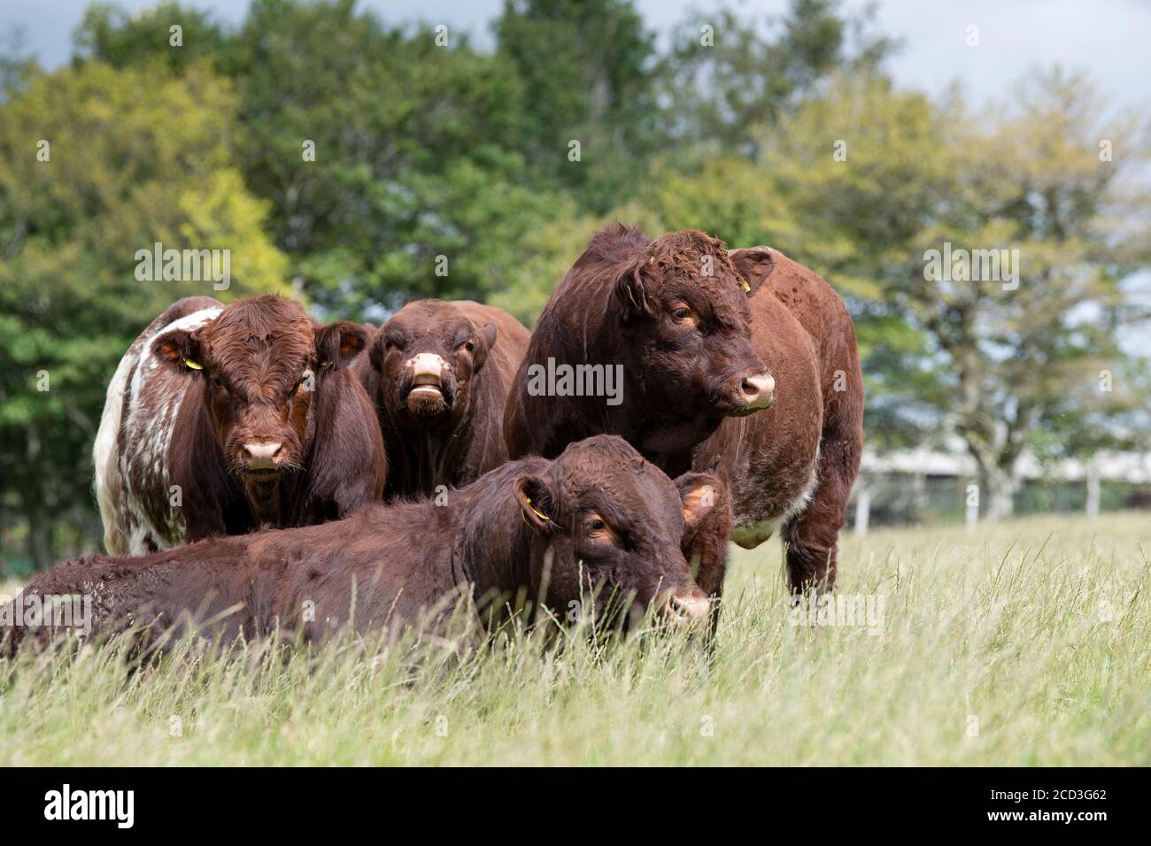 Pedigree Luing bulls in a pasture near Elvanfoot, Lanarkshire, Scotland ...