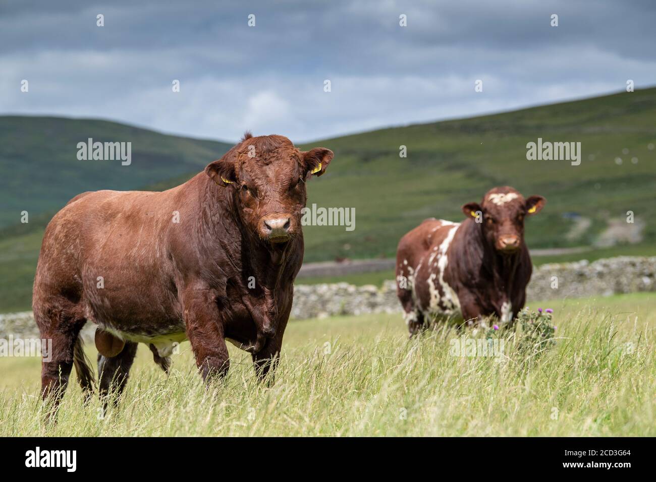 Elvanfoot scotland hi-res stock photography and images - Alamy