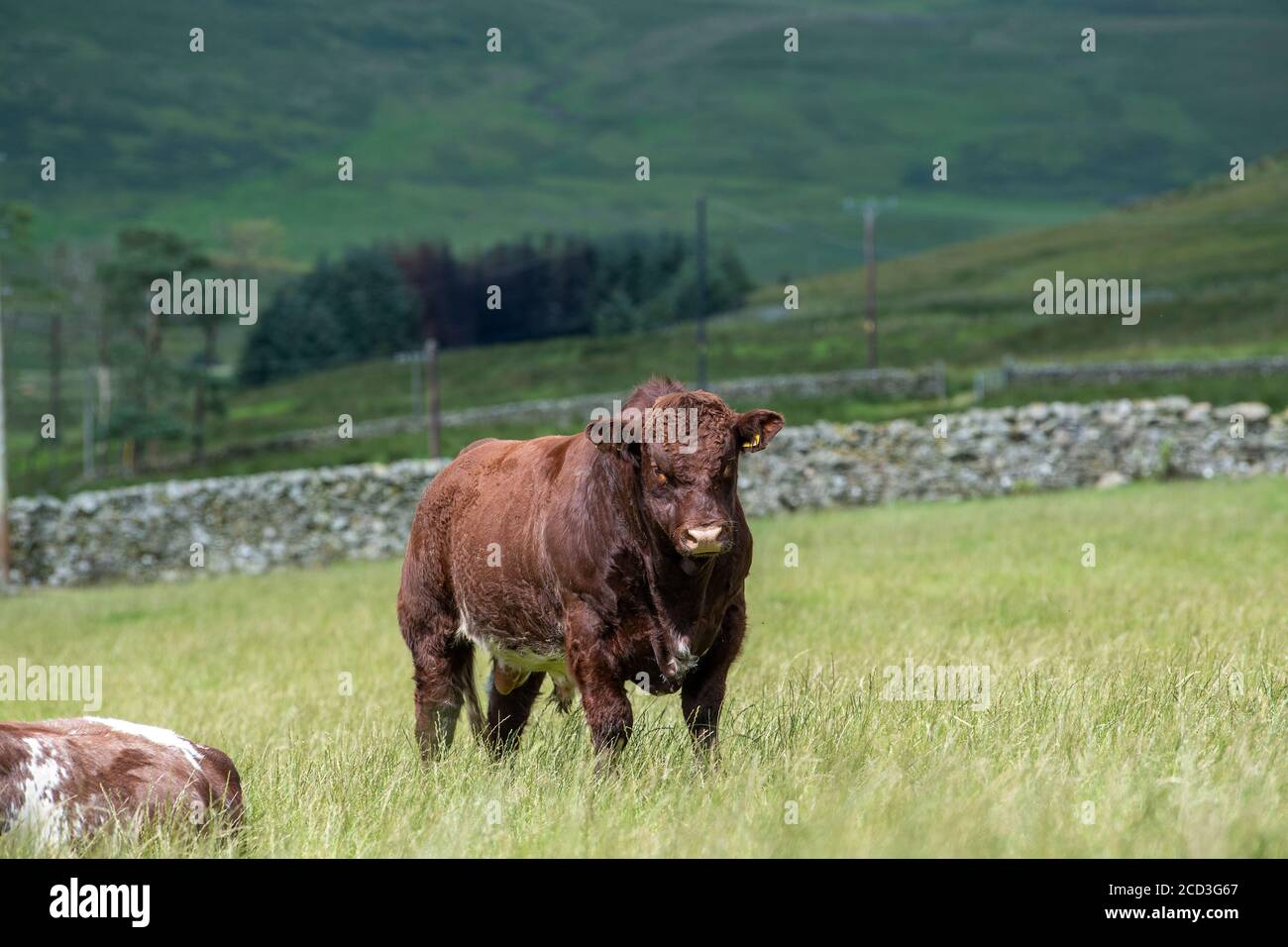 Pedigree Luing bulls in a pasture near Elvanfoot, Lanarkshire, Scotland ...