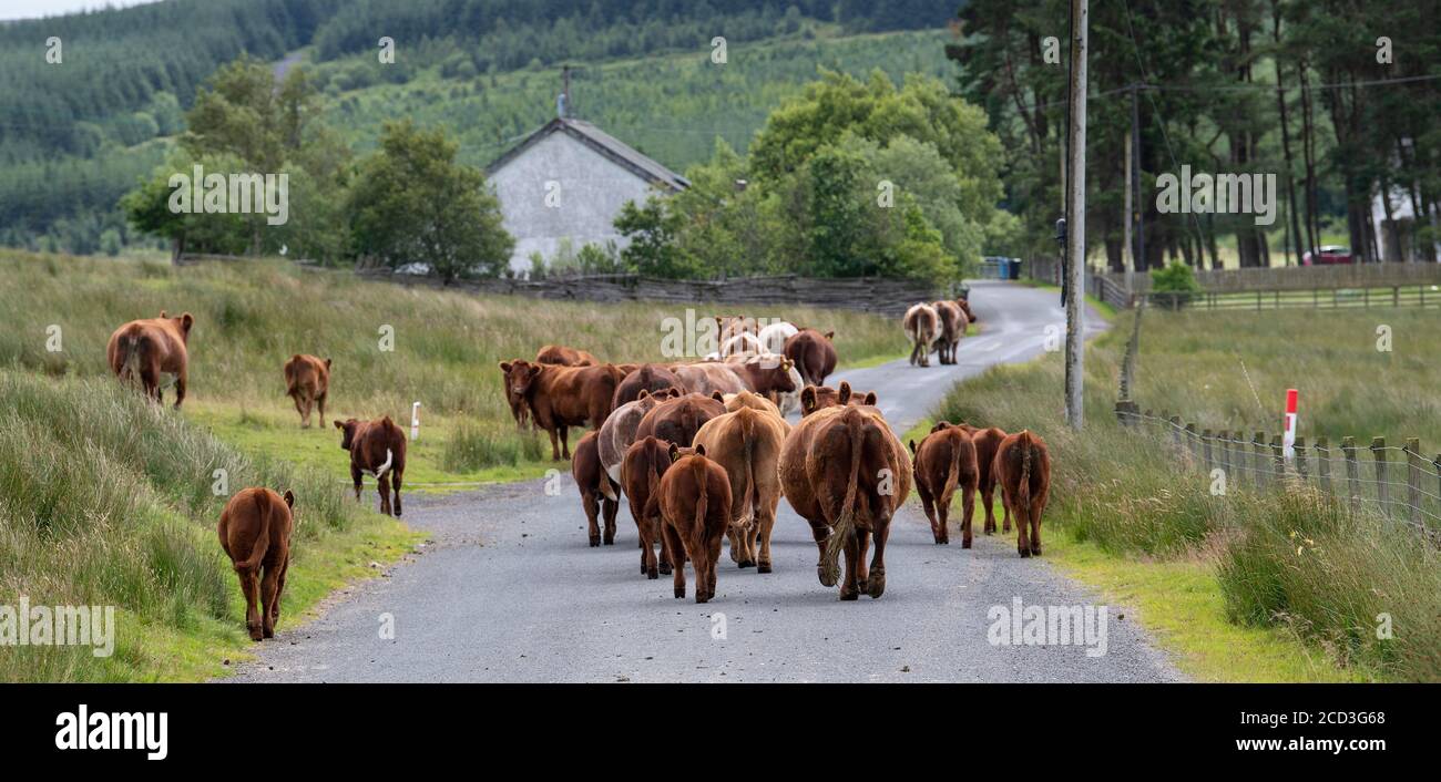 Herd of Luing cattle walking away down a rural country lane in Scotland ...