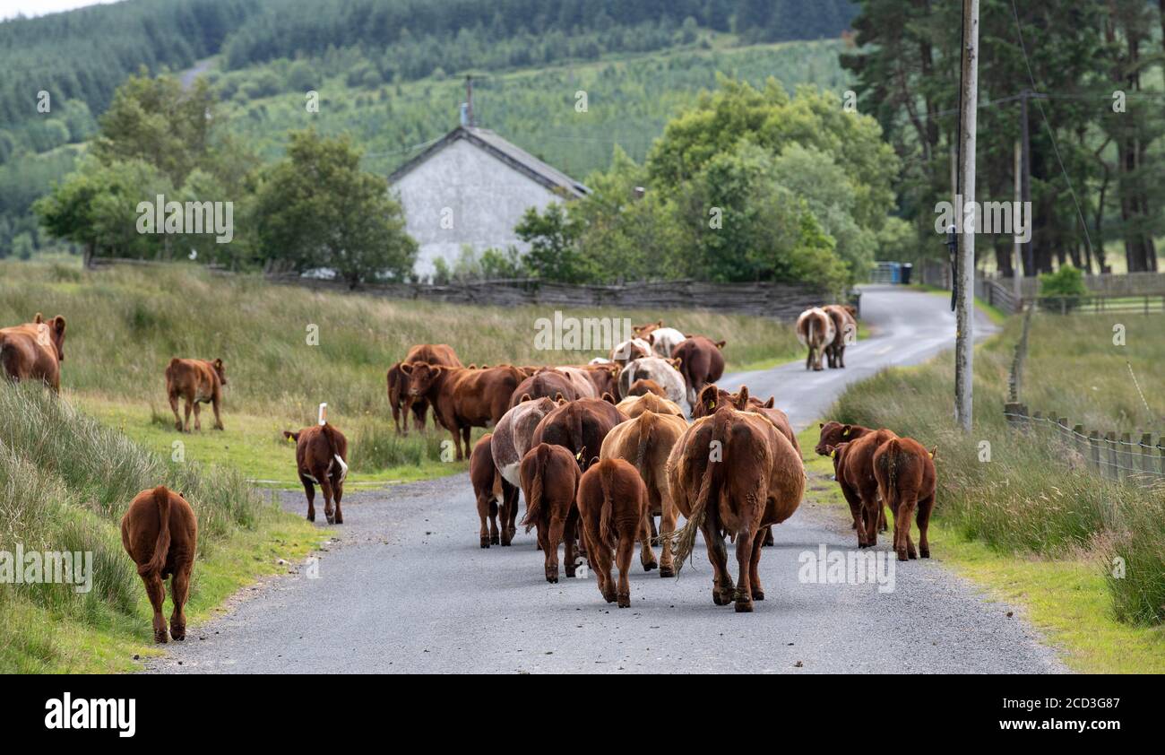 Herd of Luing cattle walking away down a rural country lane in Scotland ...