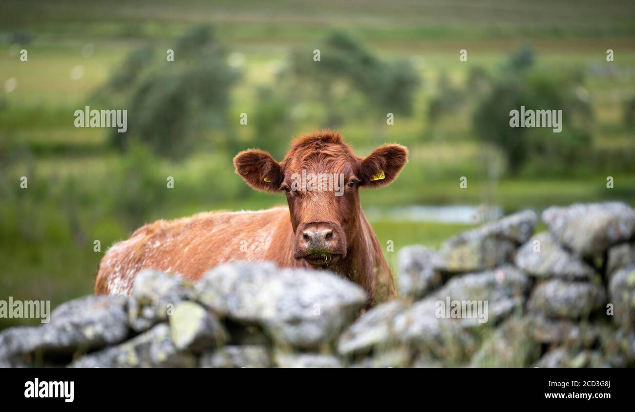 Cow looking over stone wall hi-res stock photography and images - Alamy