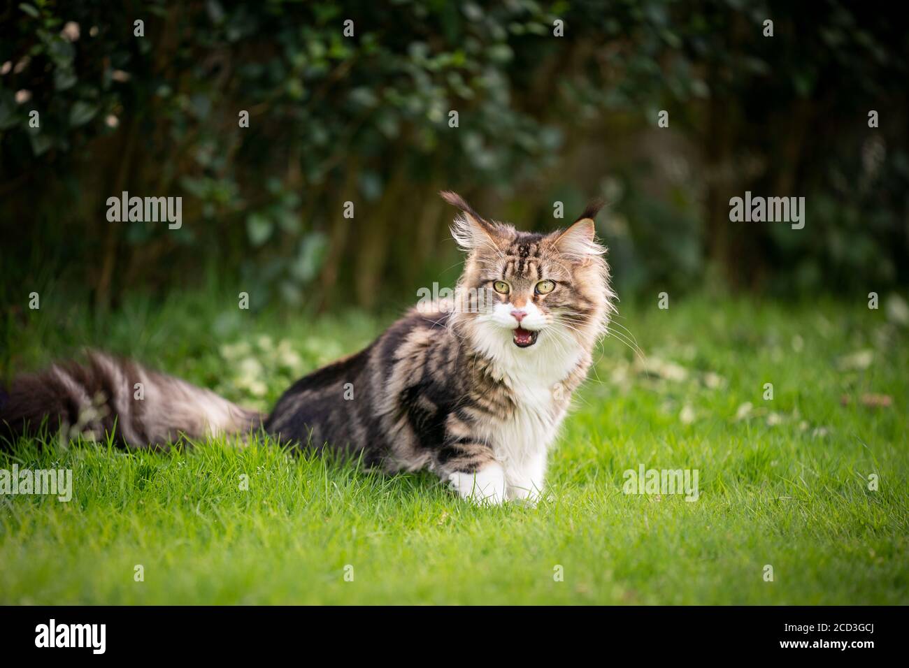 overheated maine coon cat exhausted from playing in summer Stock Photo ...