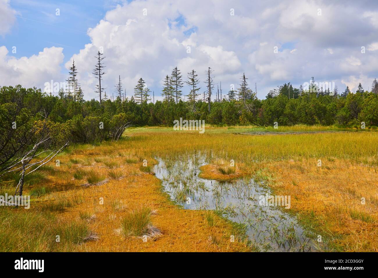 Bogs and small lakes in Latschenfilz area, Bavarian Forest National ...