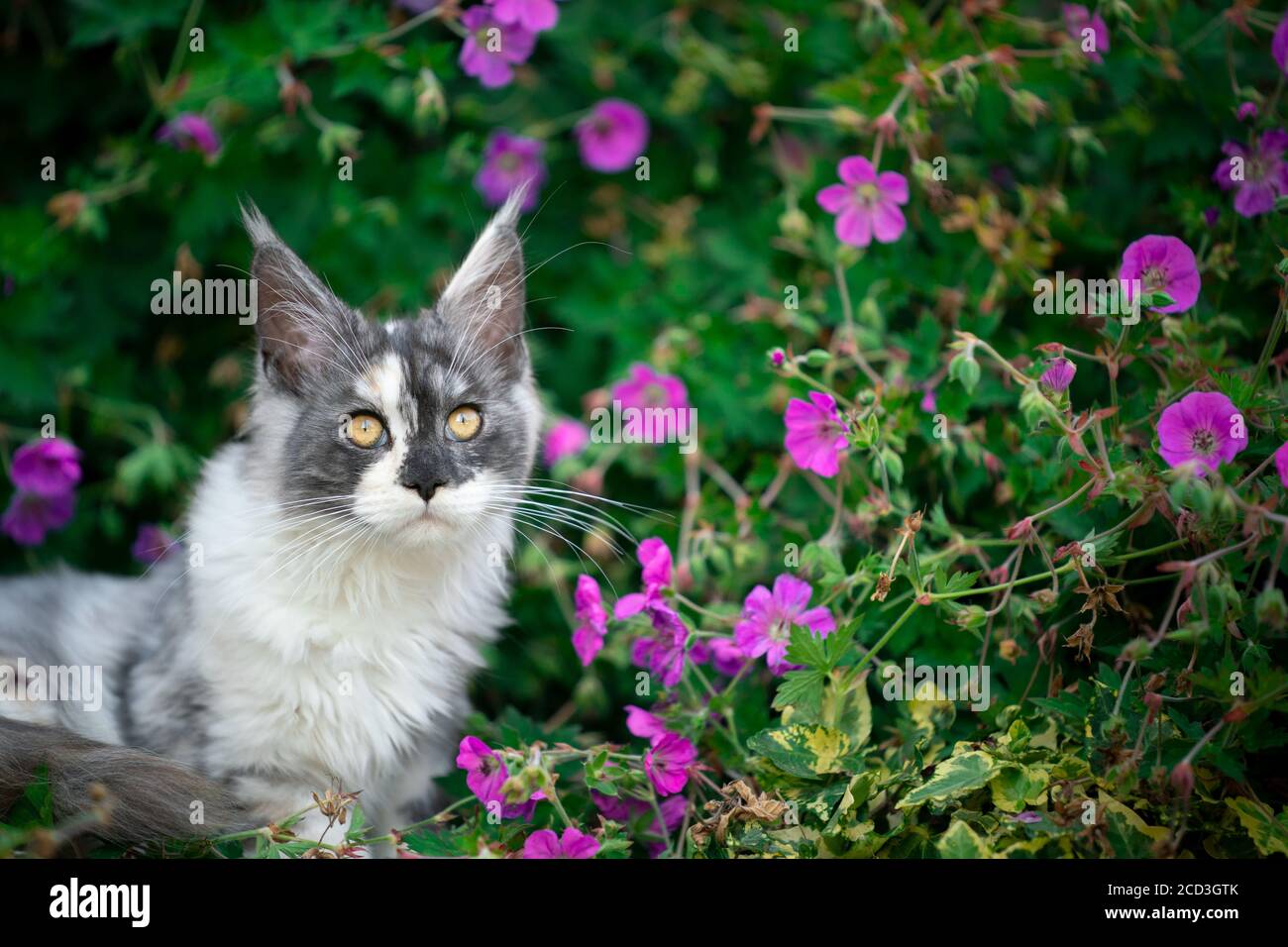 curious maine coon kitten outdoors in nature with pink flowers Stock ...
