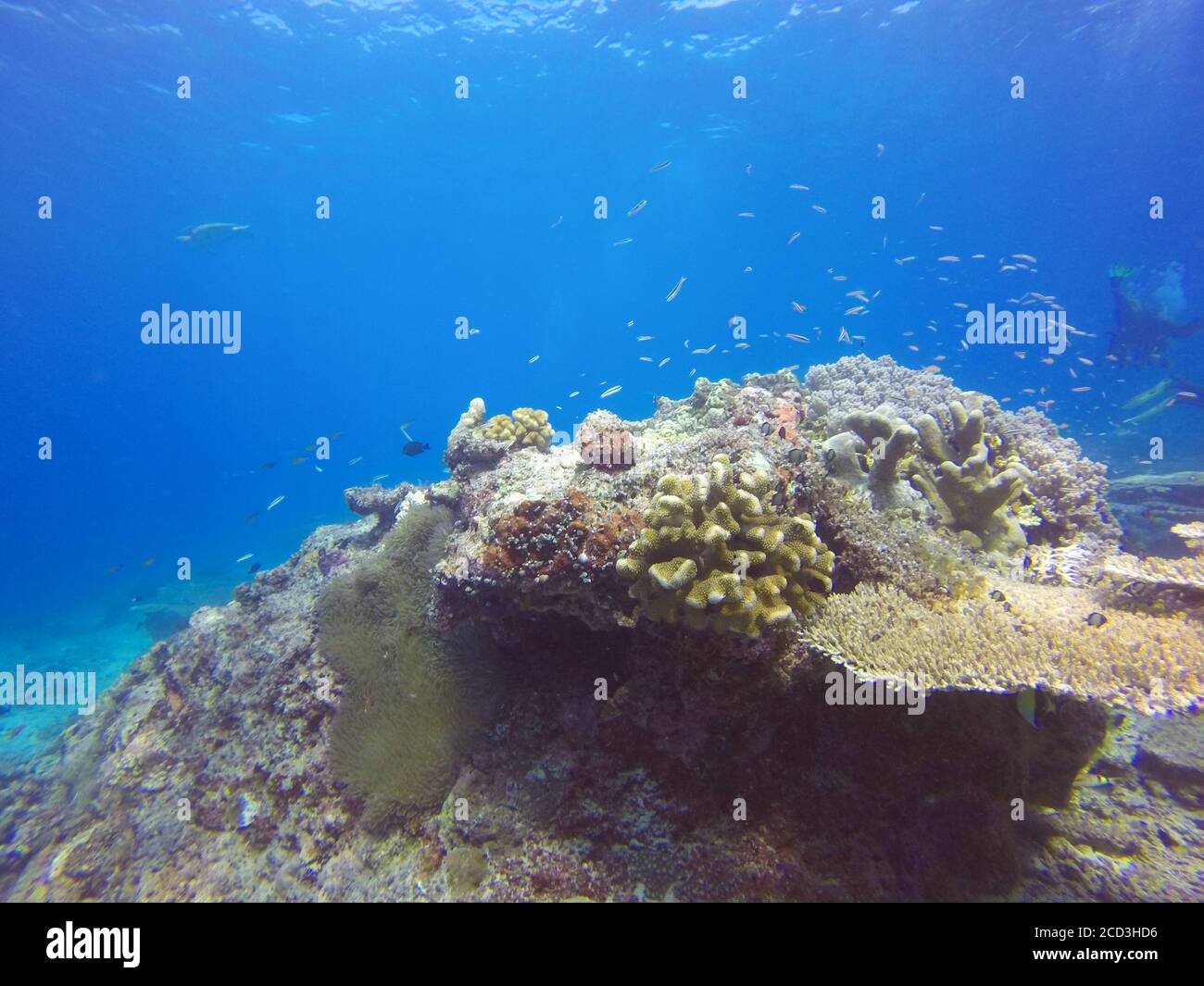 Coral and diver in sipadan hi-res stock photography and images - Alamy
