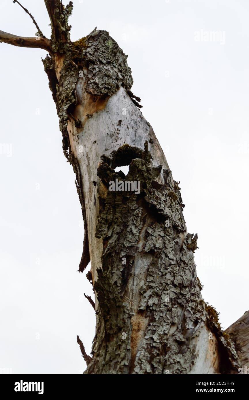 Knobby texture hi-res stock photography and images - Alamy