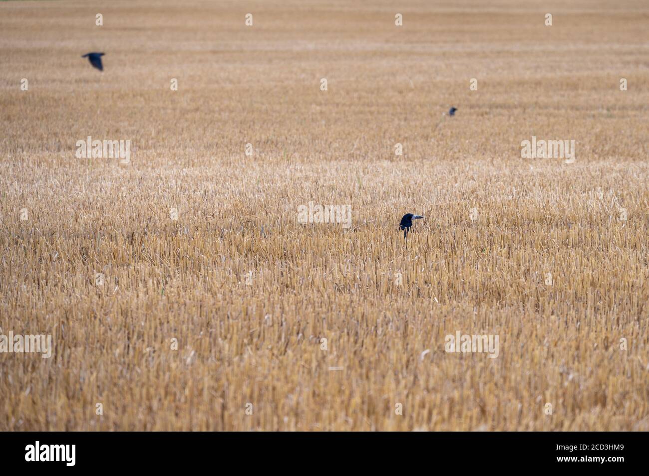 Rook (Corvus frugilegus) peeking up on a large crop field after harvest ...