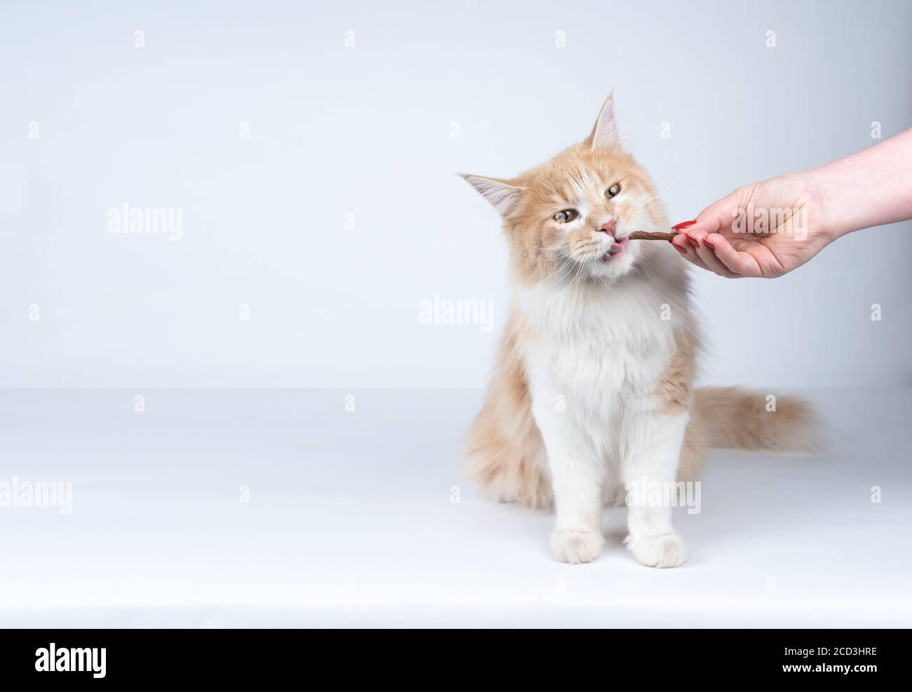 white ginger maine coon cat getting fed by owner. female human hand ...