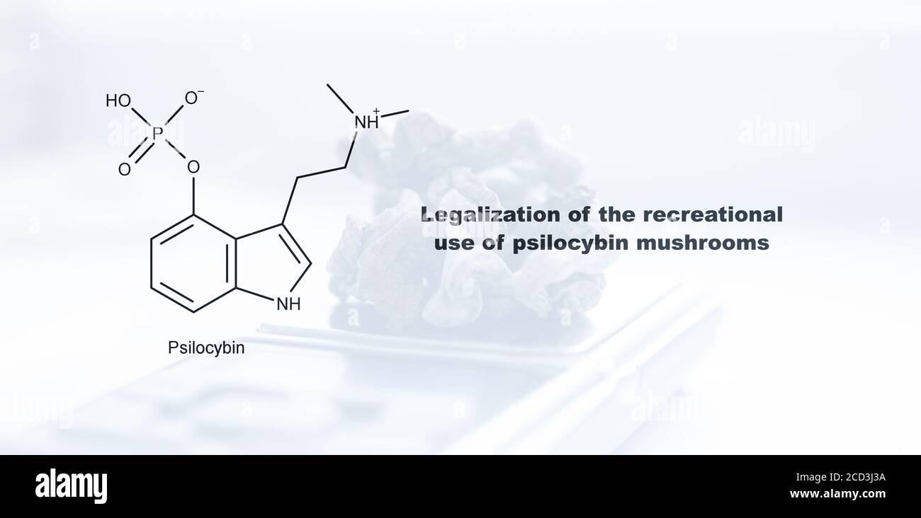Legalization of the recreational use of psilocybin mushrooms ...