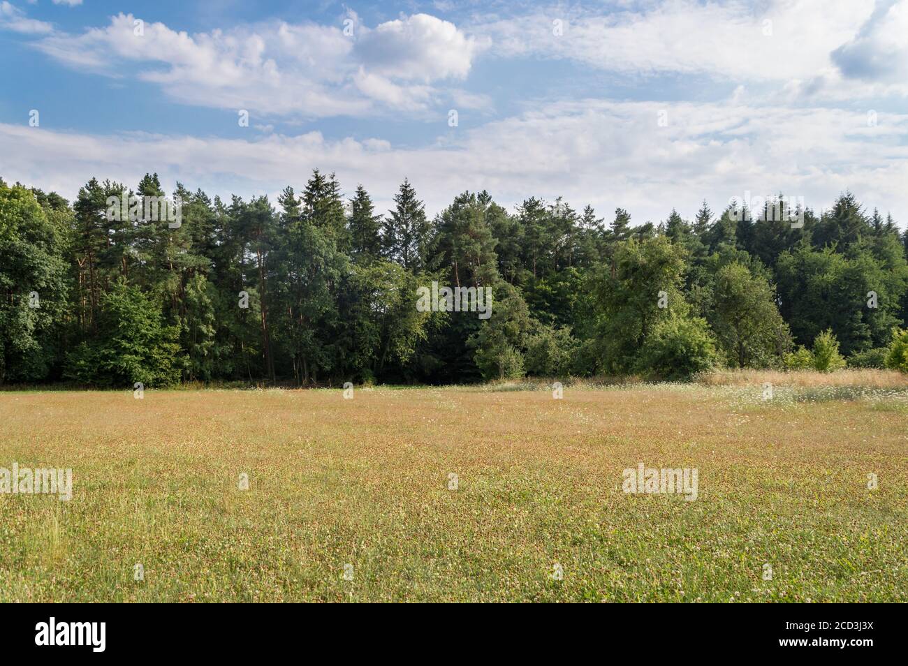 summer landscape meadow and forest border Stock Photo - Alamy
