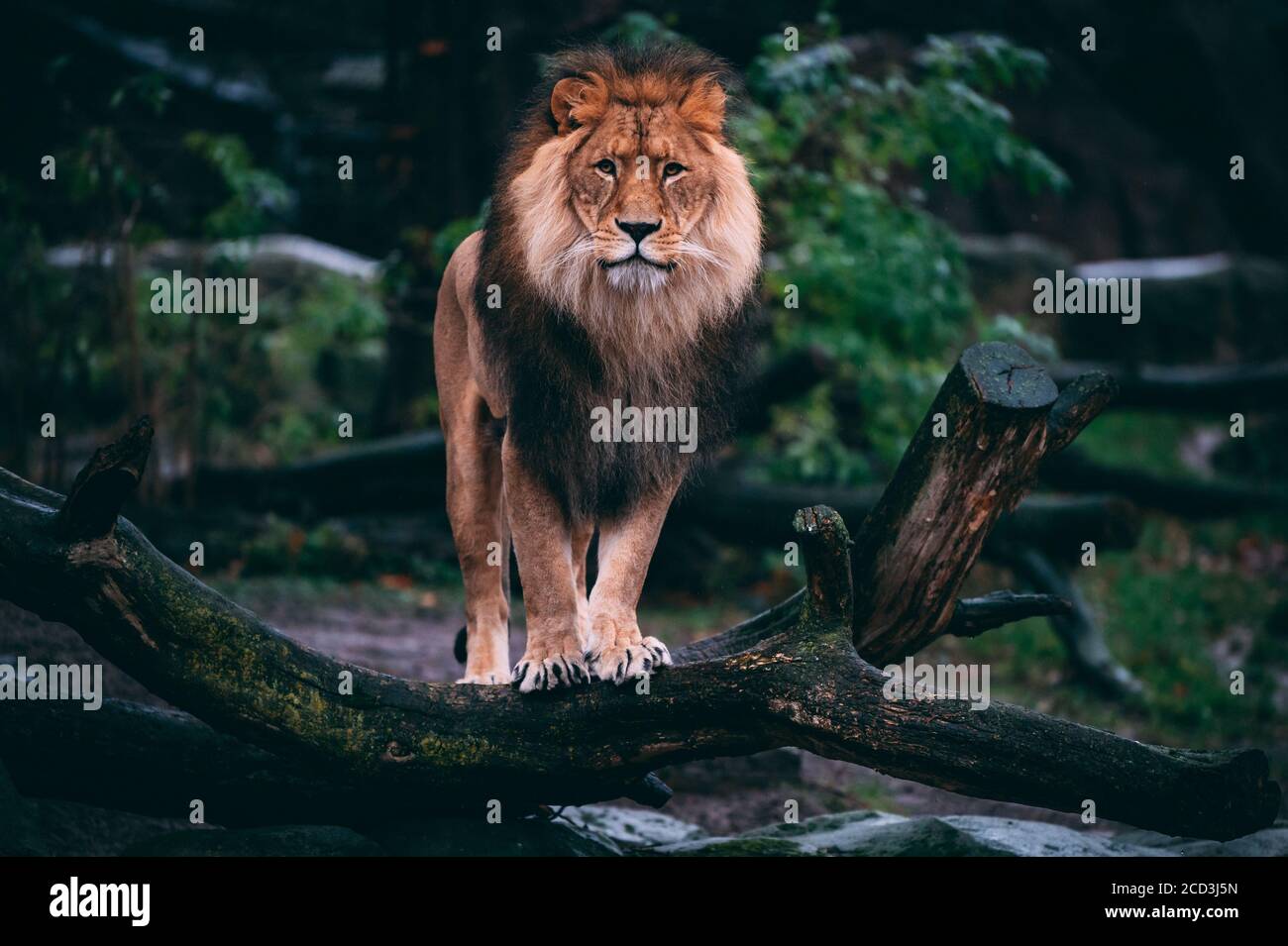 Male lion standing Stock Photo - Alamy