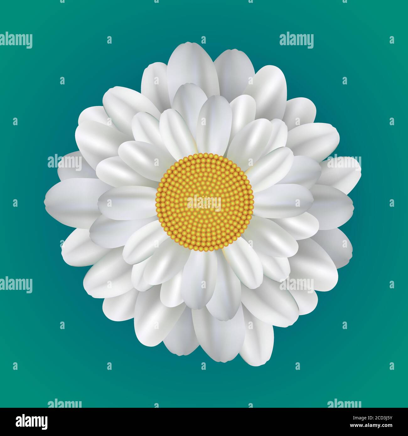 Realistic illustration of a daisy. Vector element for your creativity ...