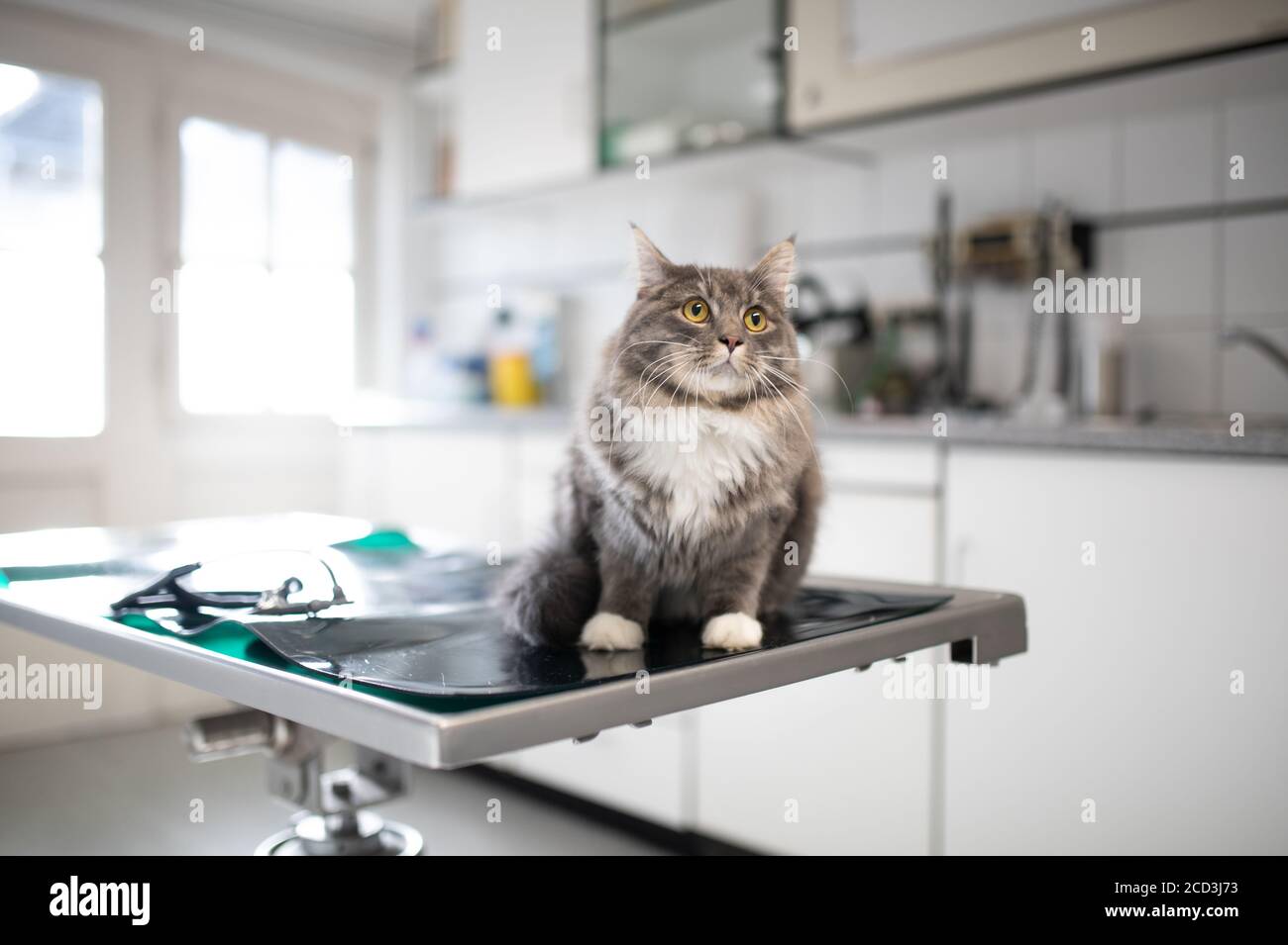 maine coon cat sitting on operating table at the veterinarian looking ...