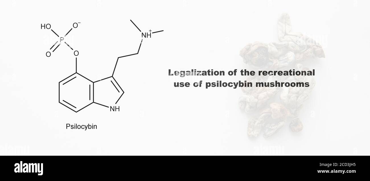 Legalization of the recreational use of psilocybin mushrooms ...