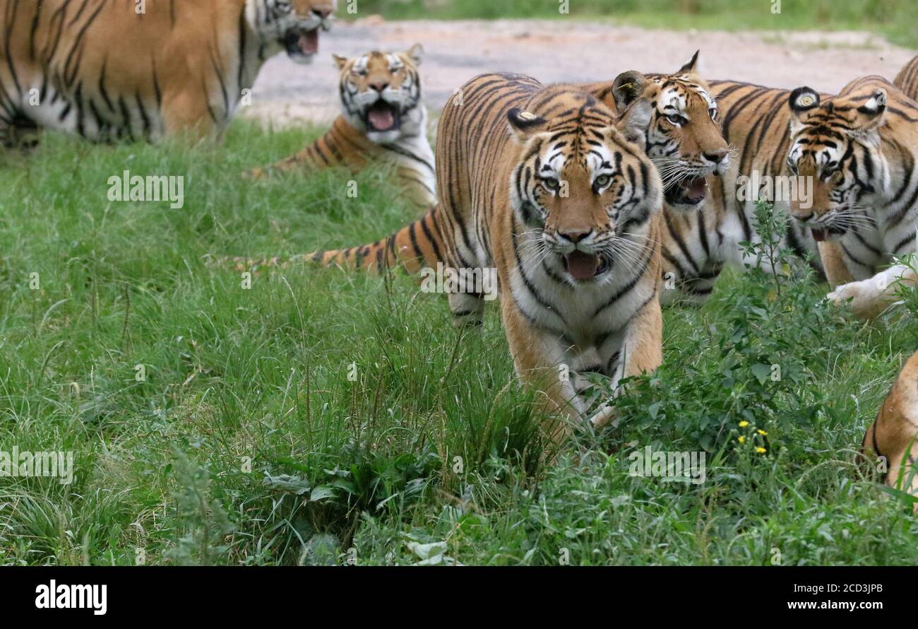 Siberian tigers are running in the forest at the Hengdaohezi Siberian ...