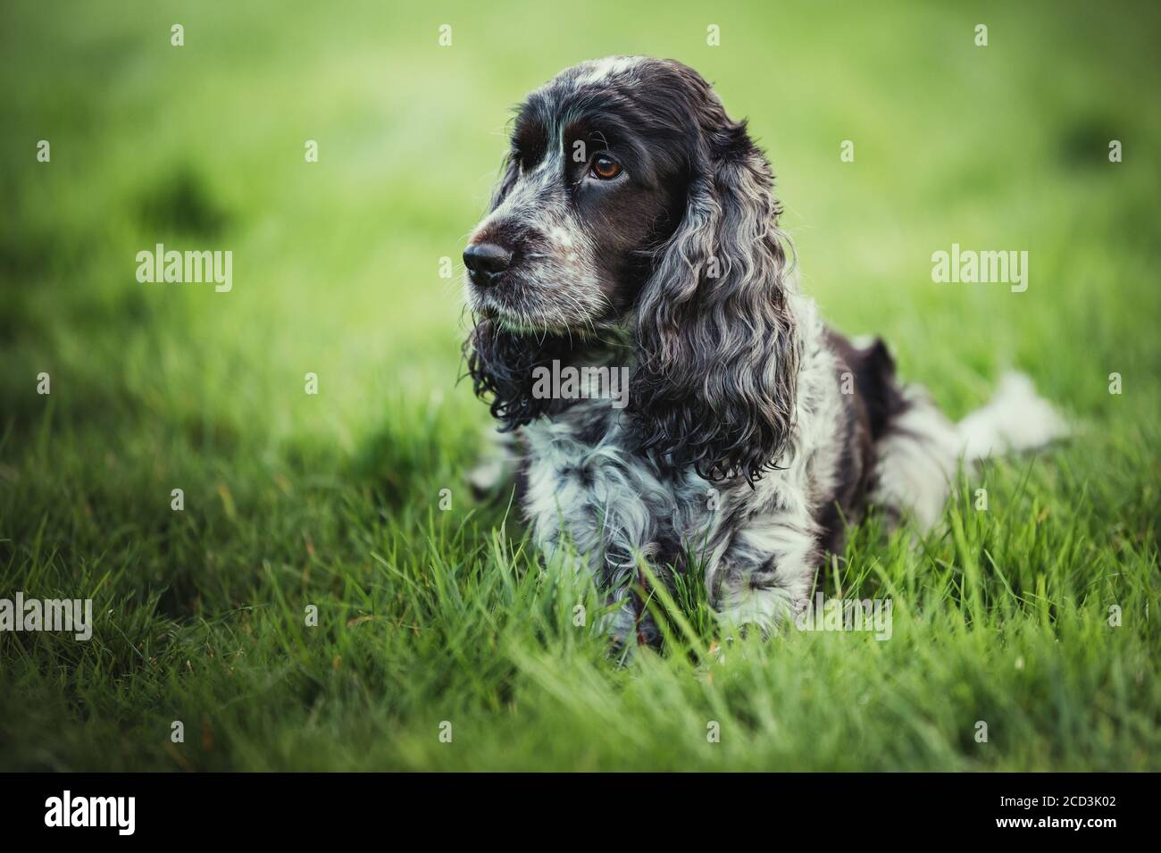 english cocker spaniel on green grass Stock Photo - Alamy
