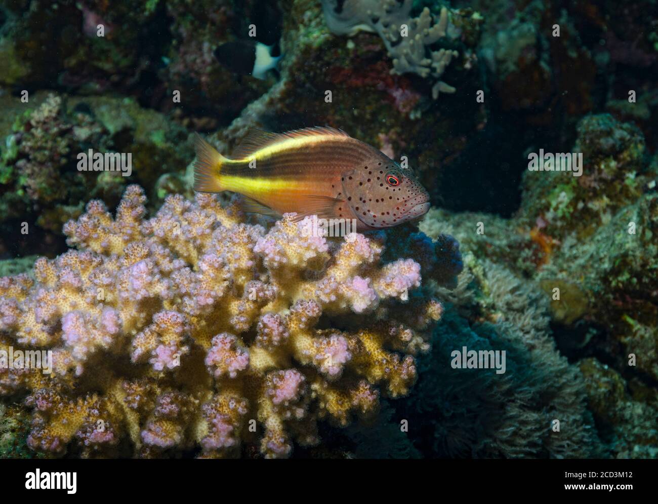 Black sided hawkfish hi-res stock photography and images - Alamy