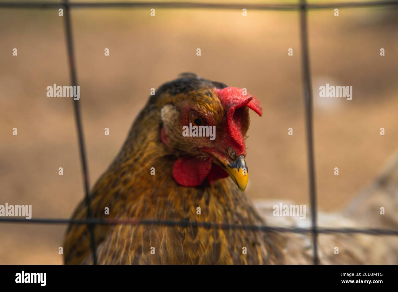 Portrait of an rooster living in a farm Stock Photo - Alamy