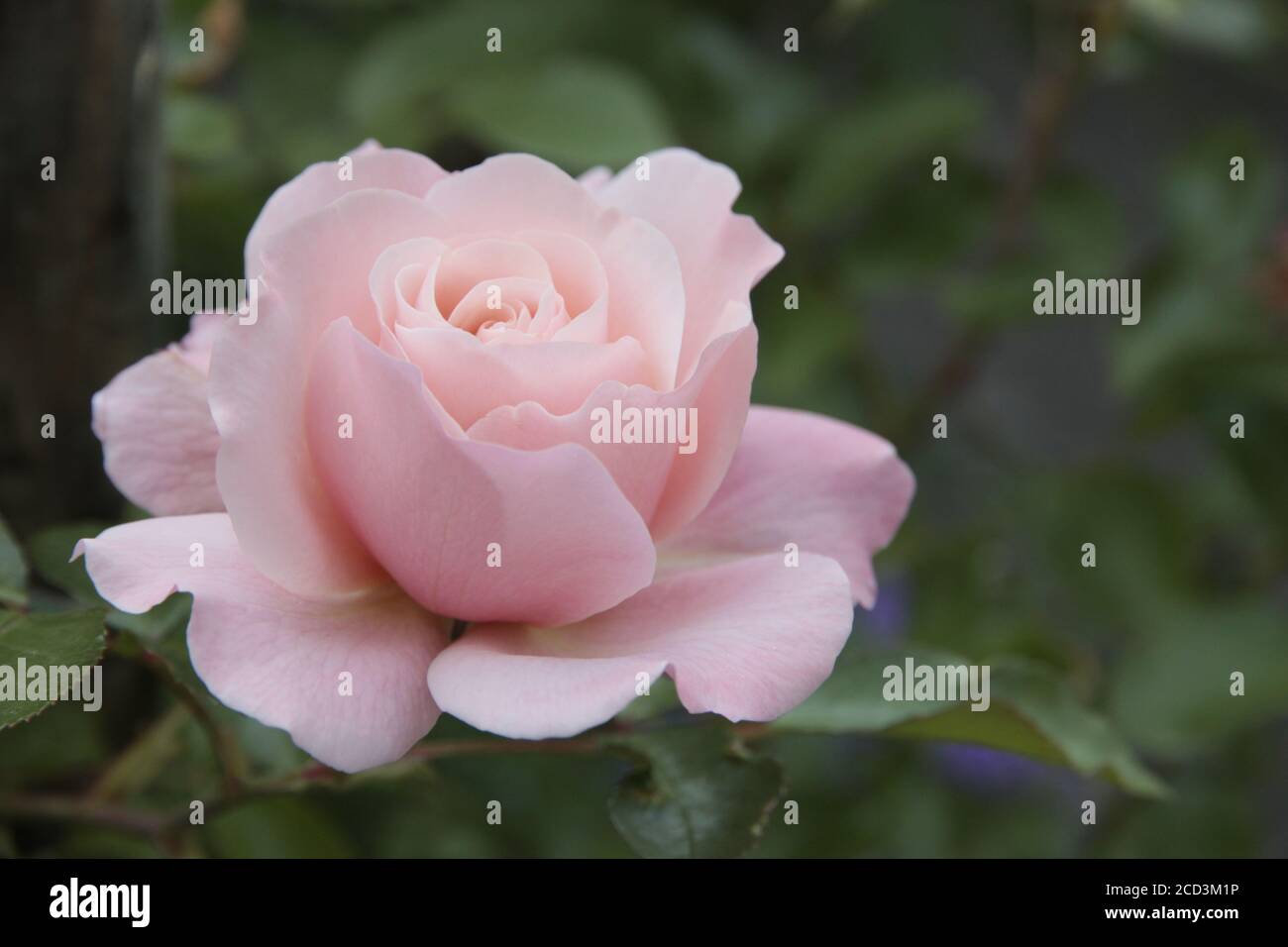 rose beautiful nature Stock Photo - Alamy