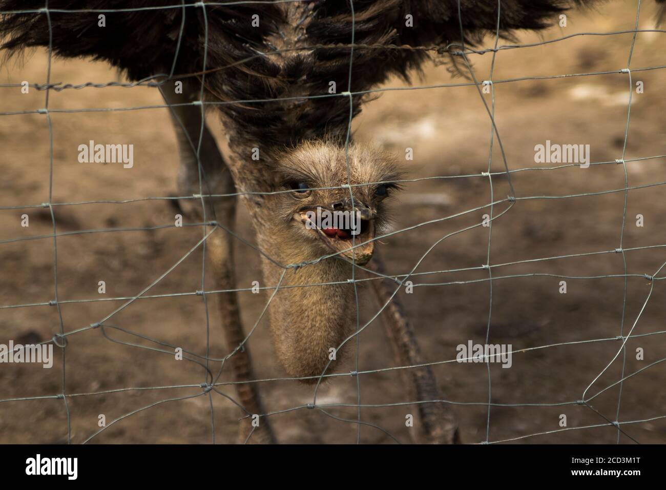 Ostrich portrait who is living in a farm Stock Photo - Alamy