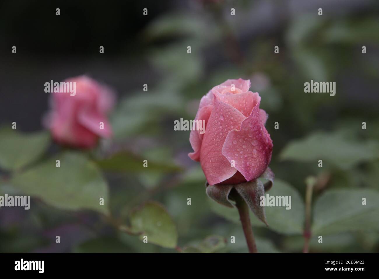 rose beautiful nature Stock Photo - Alamy